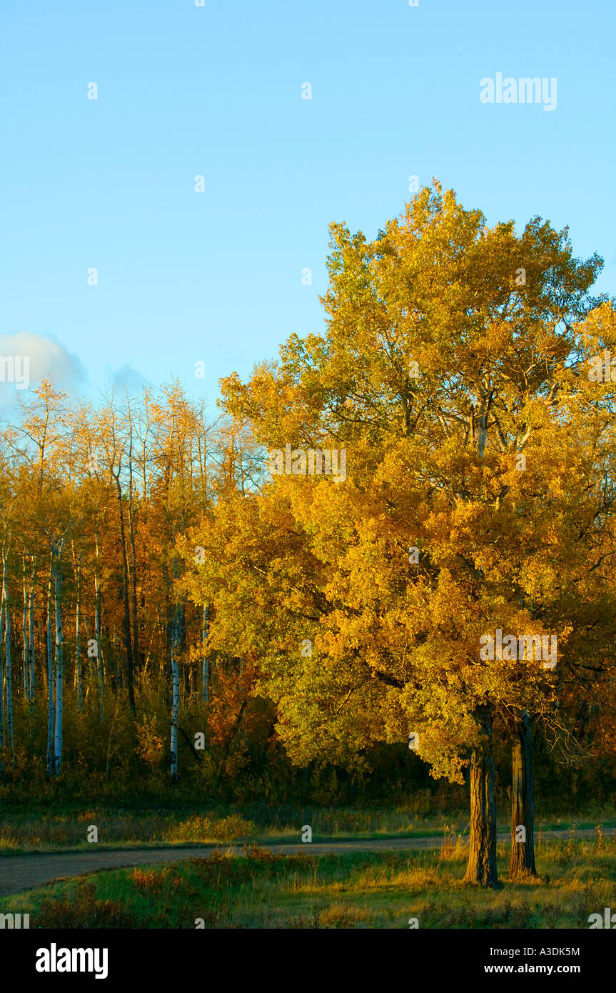 Trees in autumn Stock Photo - Alamy