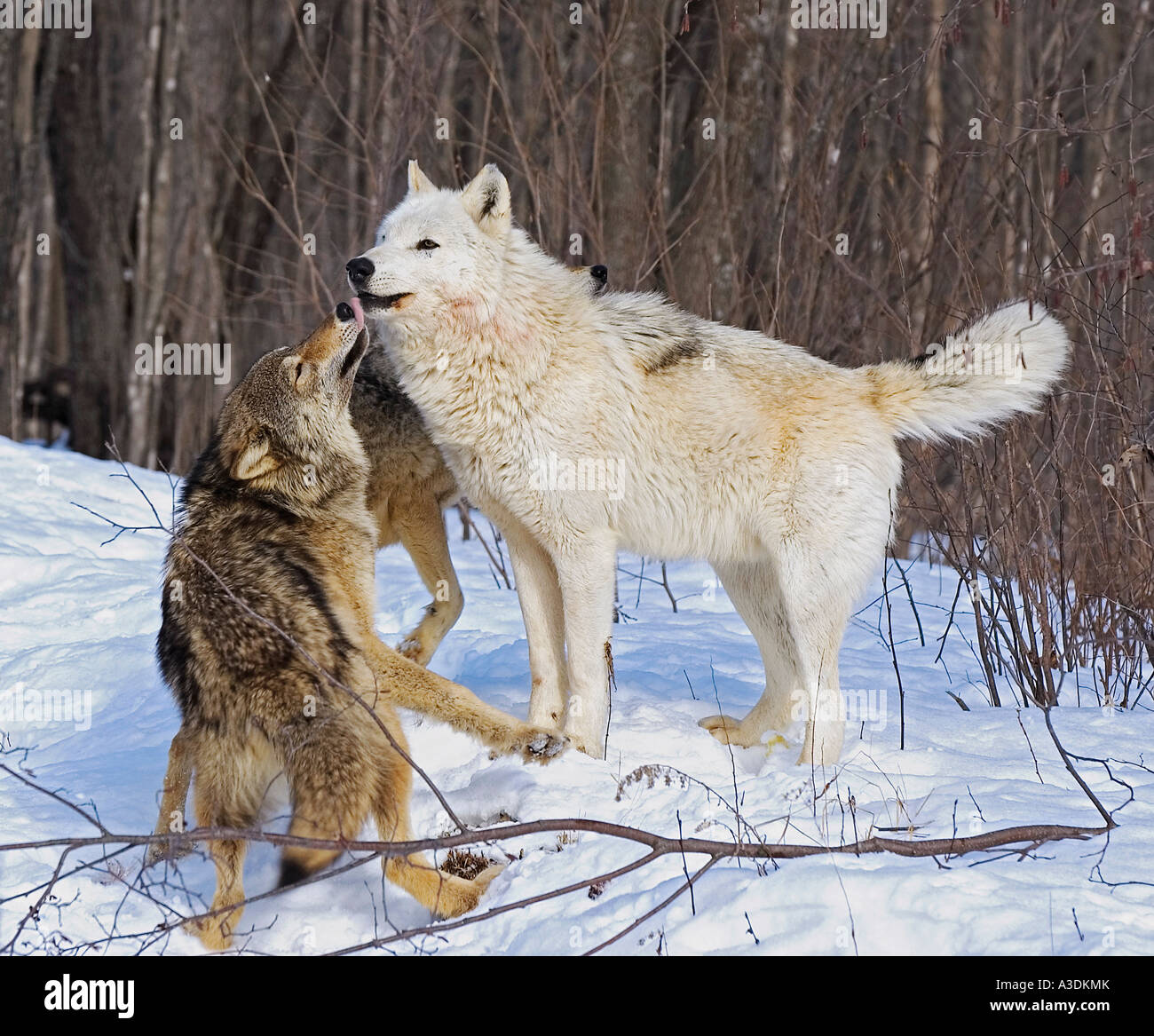 Wolves pack alpha female hi-res stock photography and images - Alamy