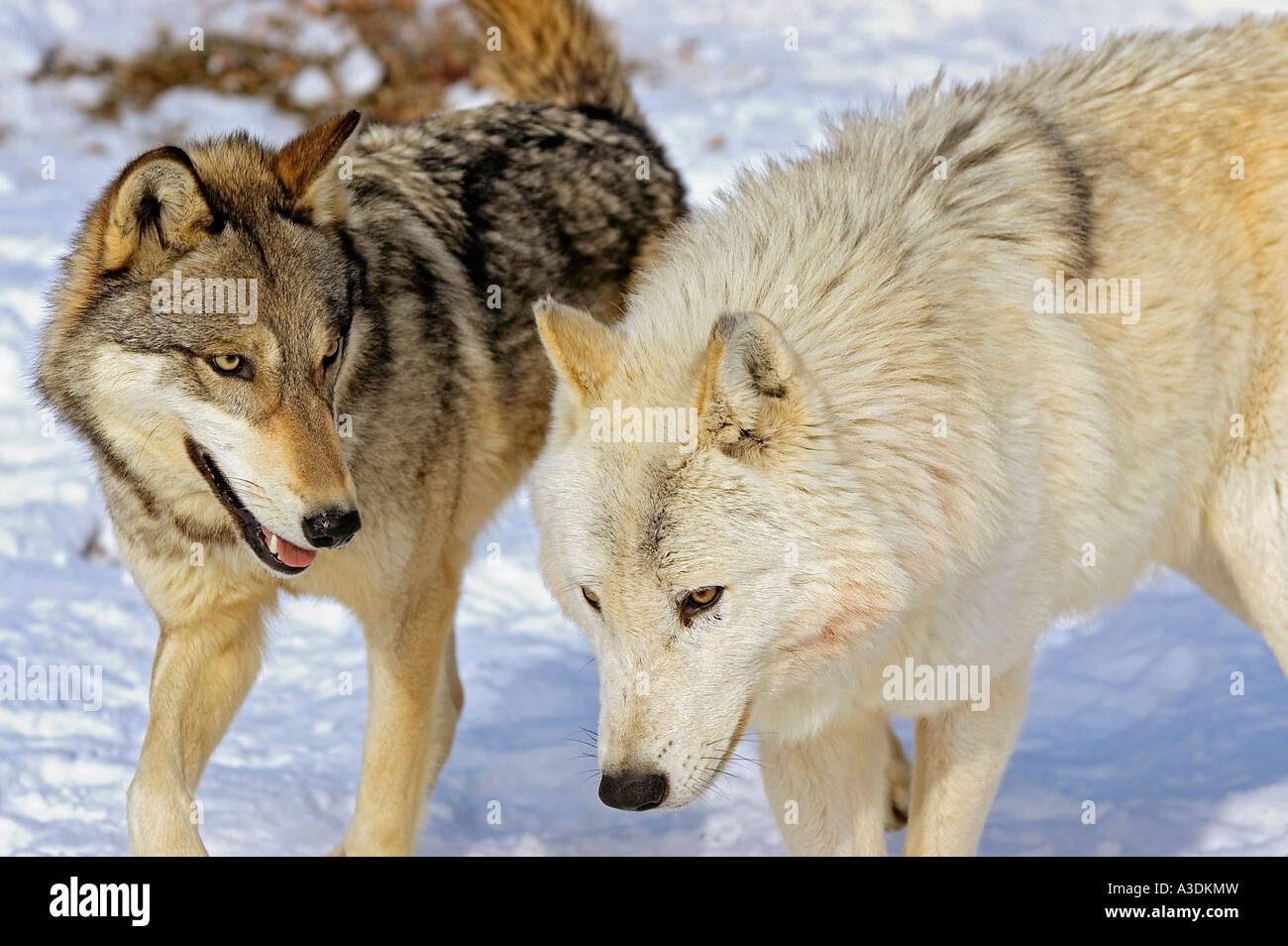 Members of wolf pack Stock Photo - Alamy