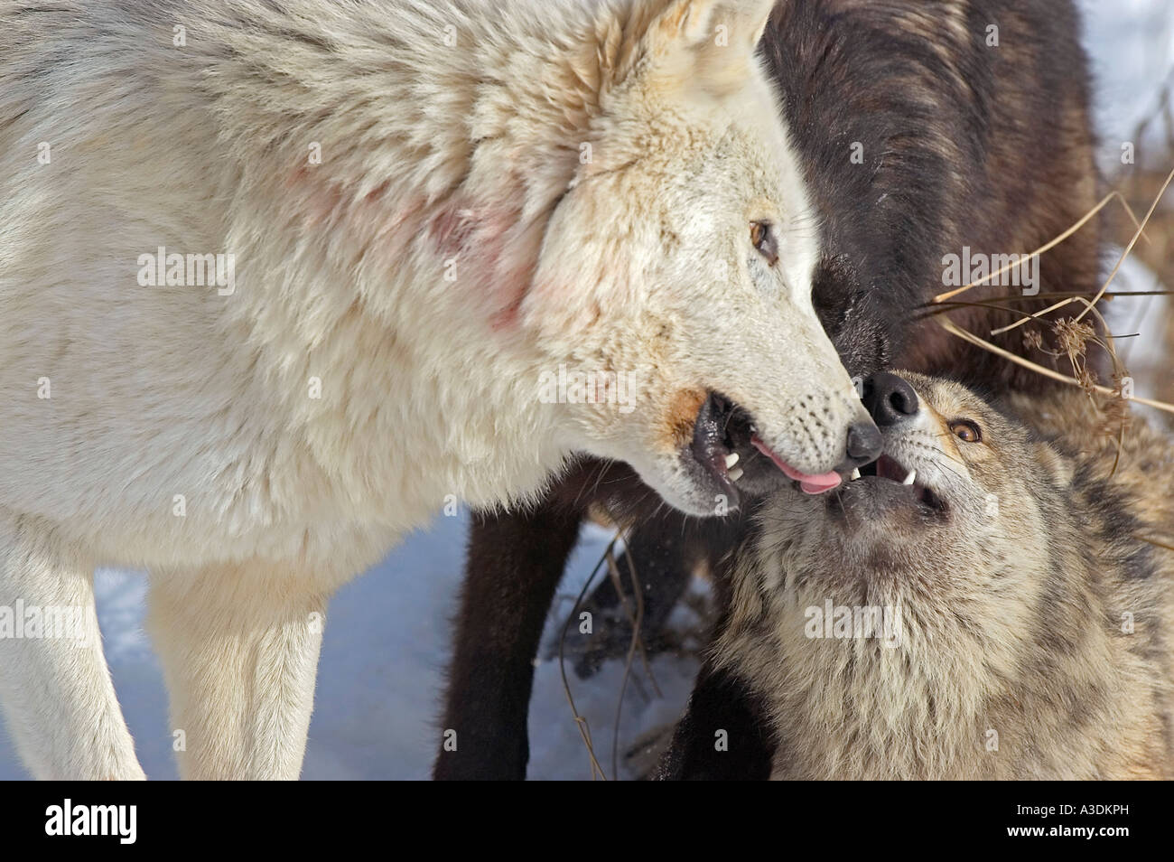 Interaction with the animals hi-res stock photography and images - Alamy
