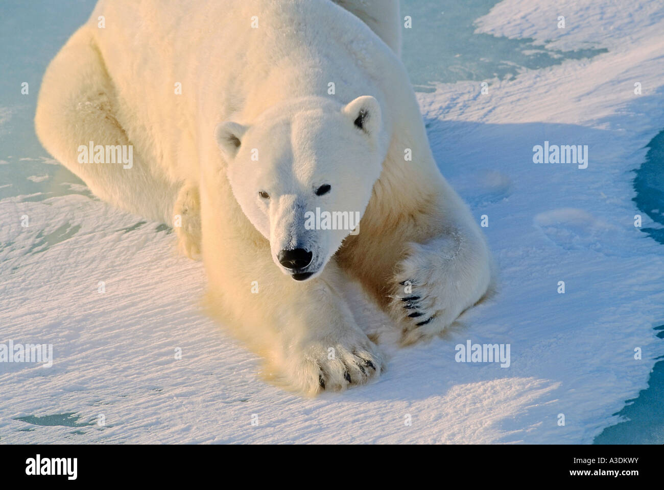 Polar bear on ice Stock Photo - Alamy