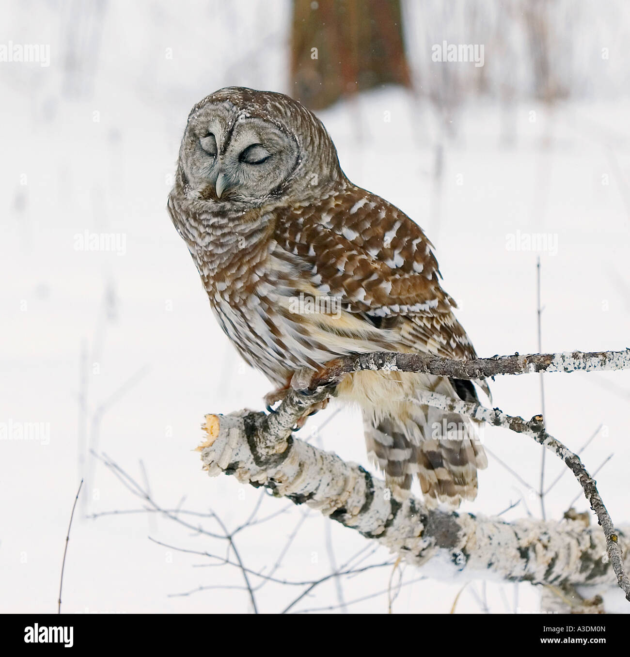 Barred owl hi-res stock photography and images - Alamy
