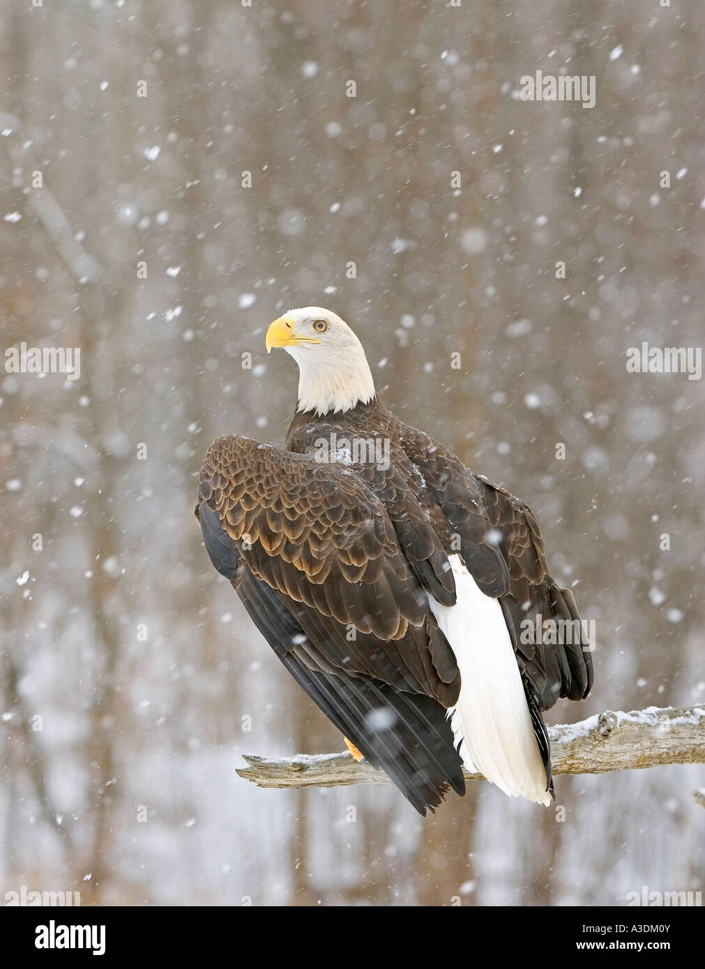 Bald Eagle in a snowfall Stock Photo - Alamy