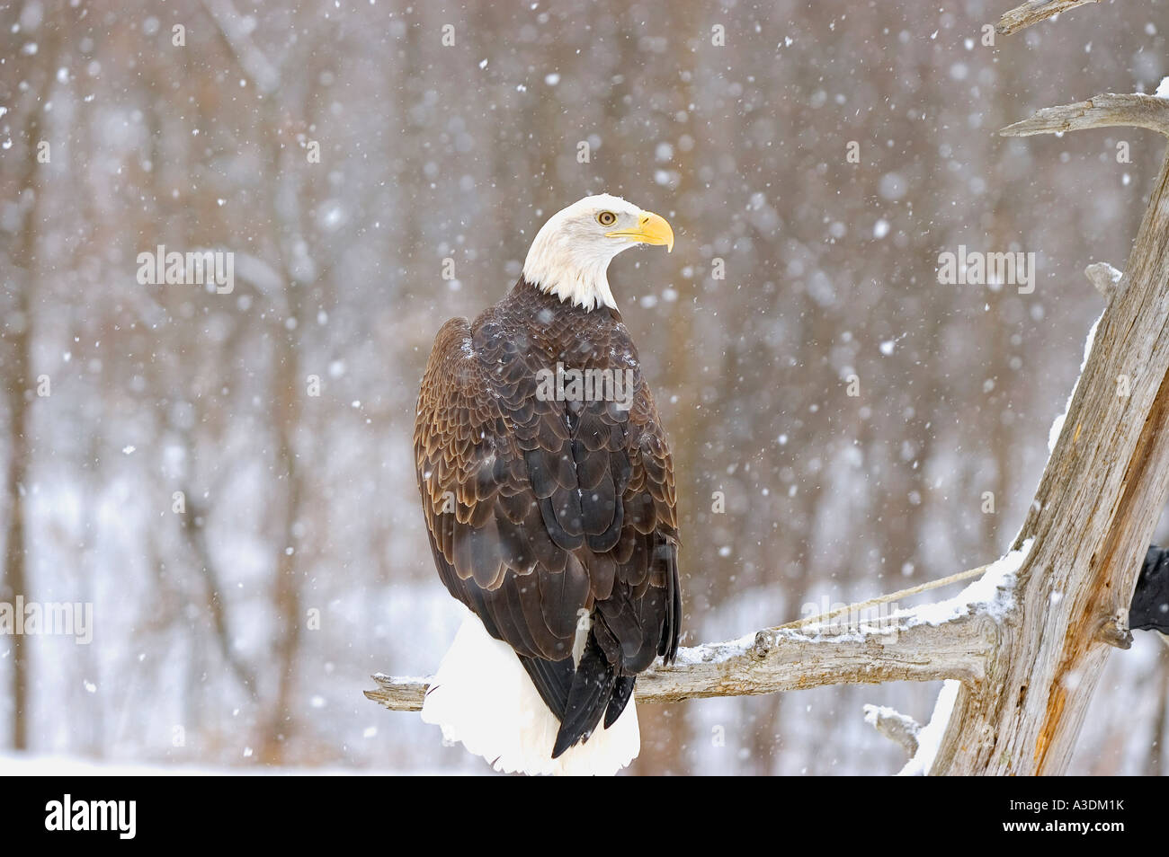 Bald eagle in snowfall Stock Photo - Alamy