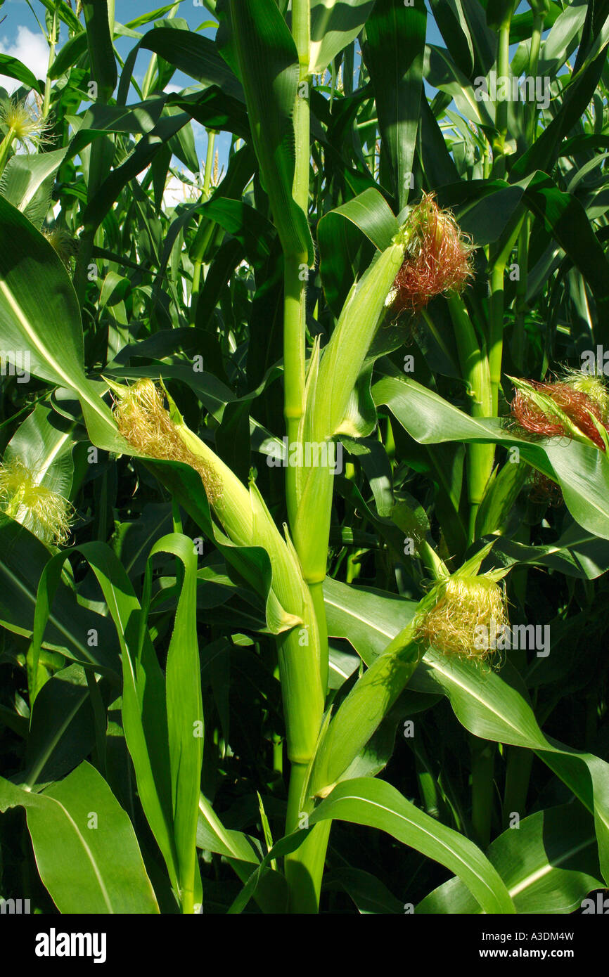 Corn growing in a field Stock Photo - Alamy