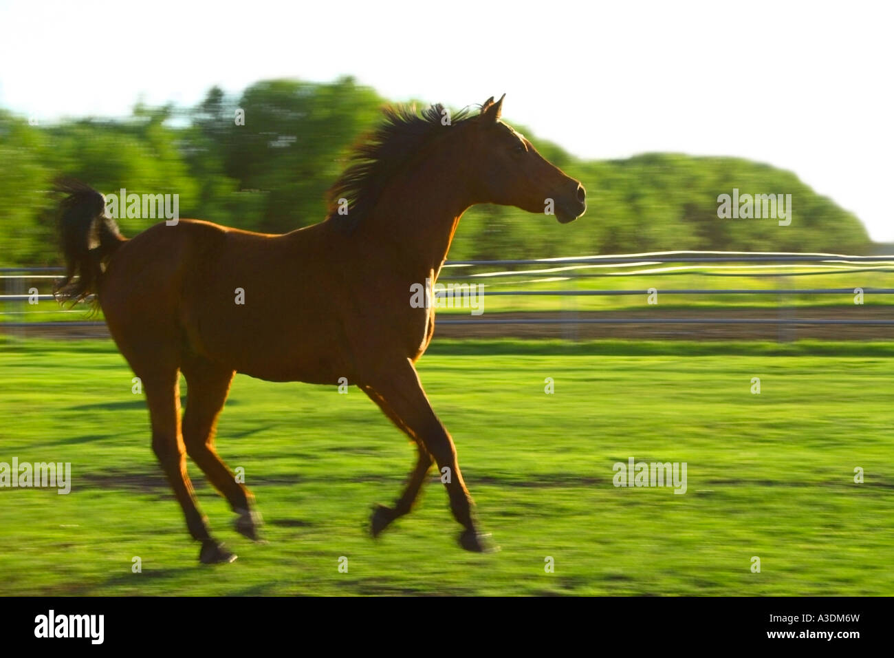 Galloping horses hi-res stock photography and images - Alamy