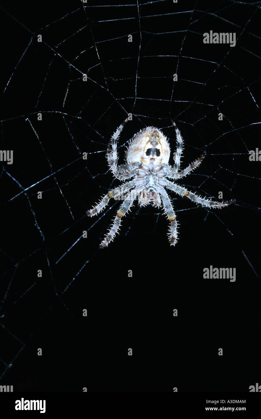 Spider in web Stock Photo - Alamy