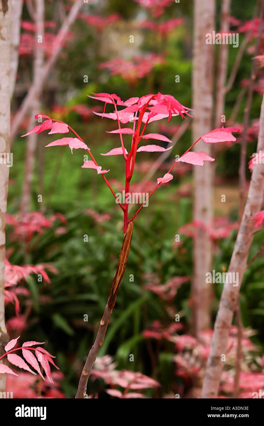 Chinese Loon Tree Stock Photo - Alamy