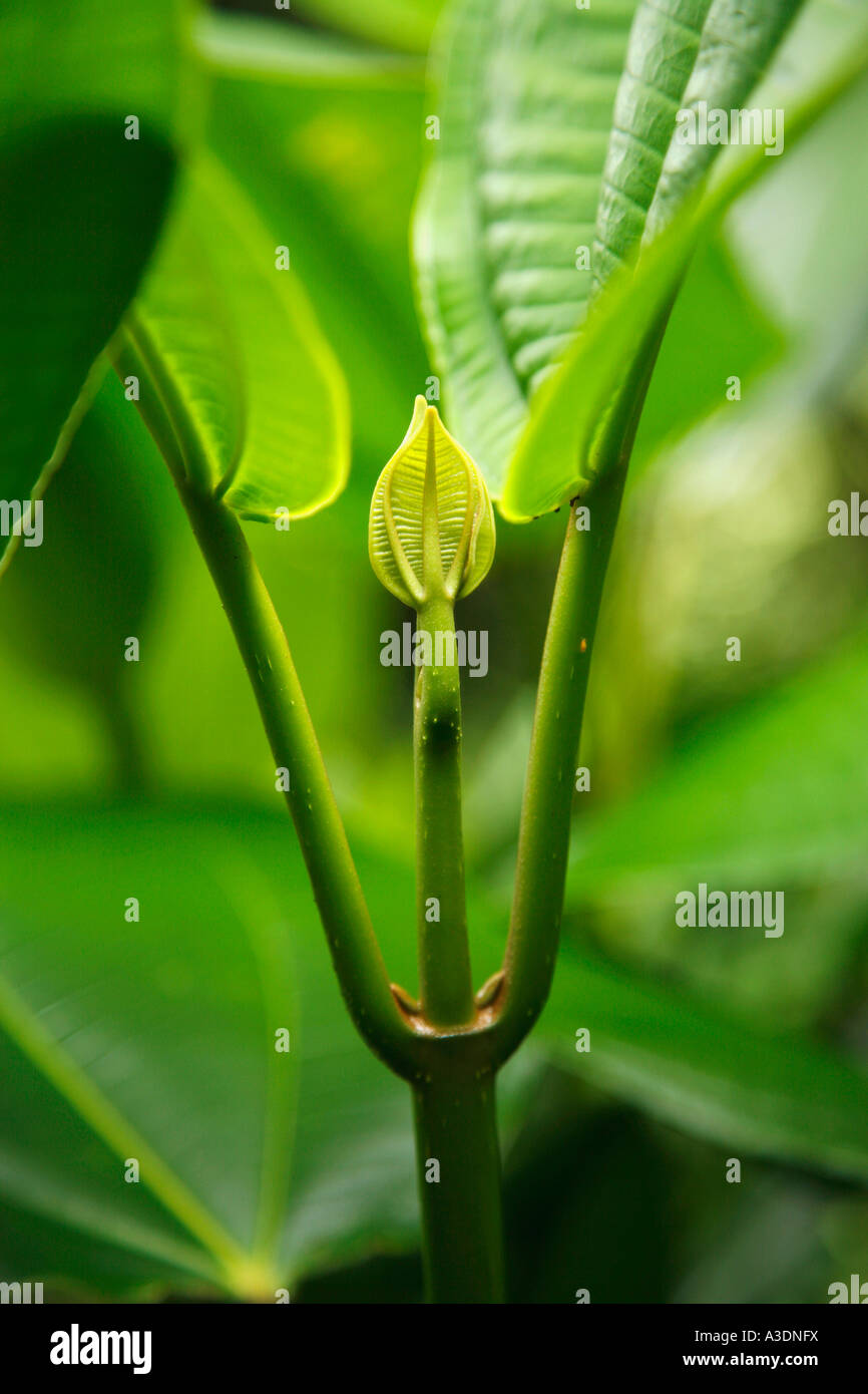 Closeup of leaves and new growth Stock Photo - Alamy