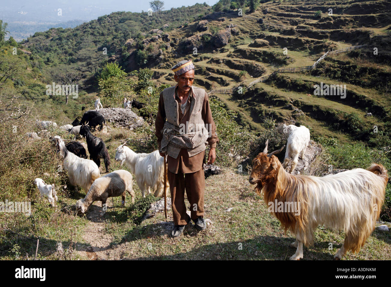 Indo-German-Changar-Eco-Development-Project, shepher Man-Singh with his ...