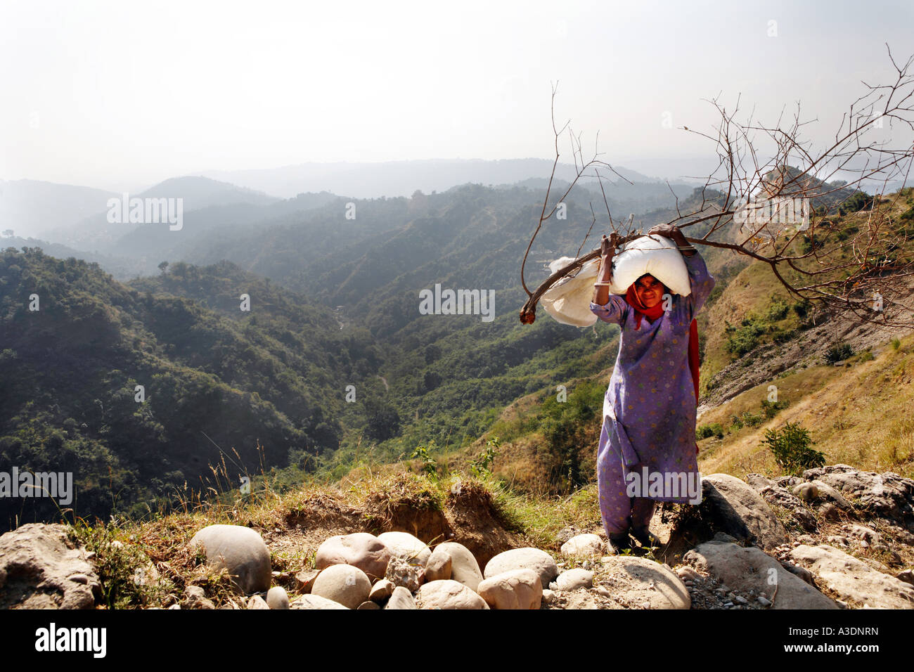Indo-German-Changar-Eco-Development-Project, Ms Jalang with firewood ...