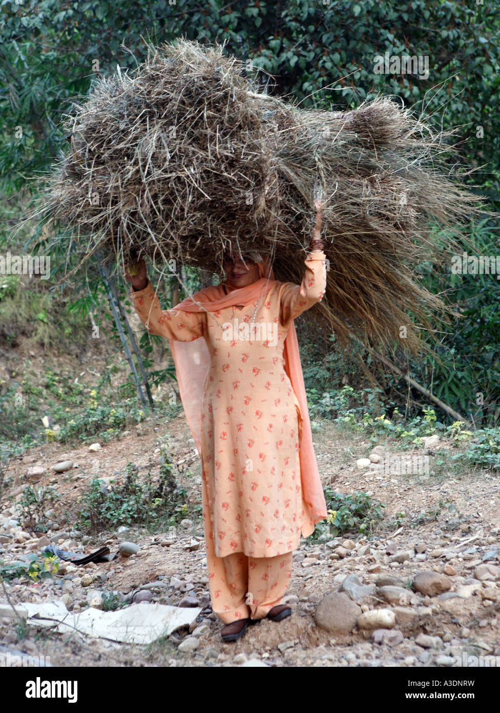 Indo-German-Changar-Eco-Development-Project, Sawjo is taking hay to her ...