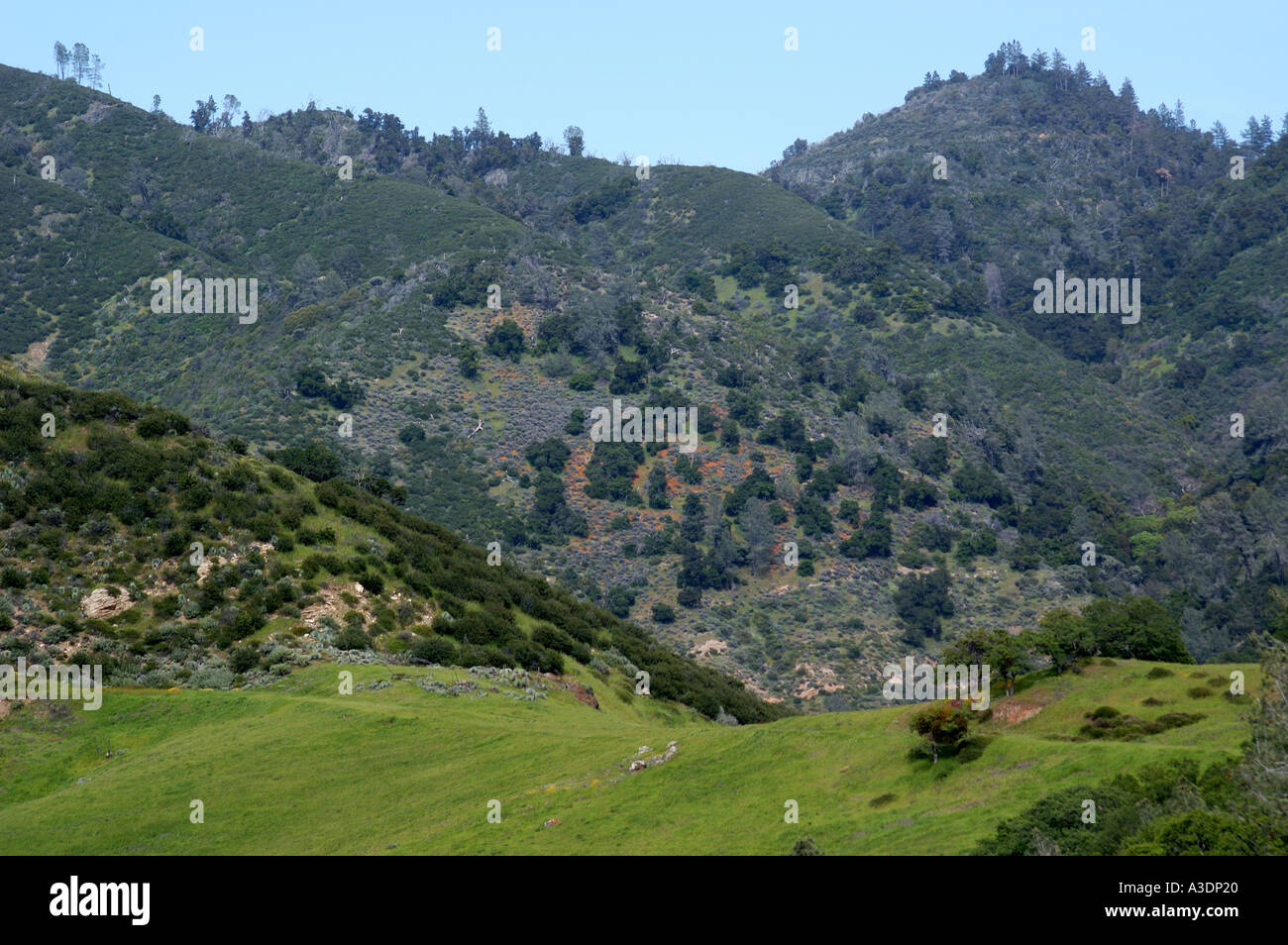Los Padres National Forest Stock Photo - Alamy