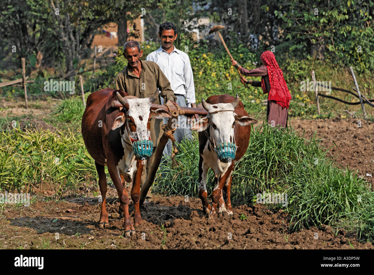 Indo-German-Changar-Eco-Development-Project, farmers plowing the field ...