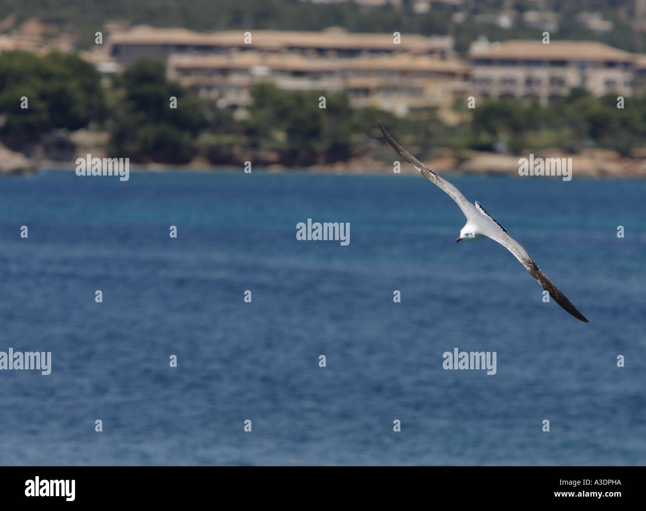 Seagull flying over water in spain Stock Photo - Alamy