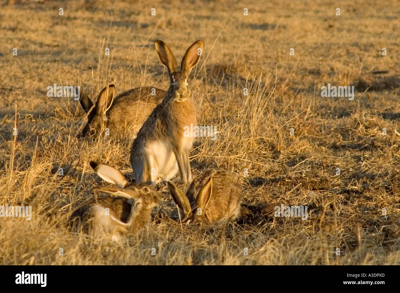 Jack rabbits hi-res stock photography and images - Alamy
