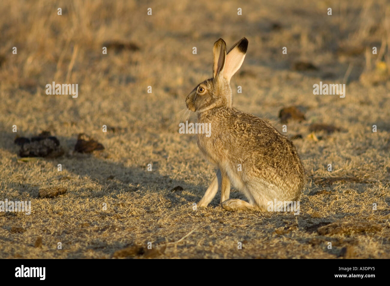 Jack rabbit hi-res stock photography and images - Alamy