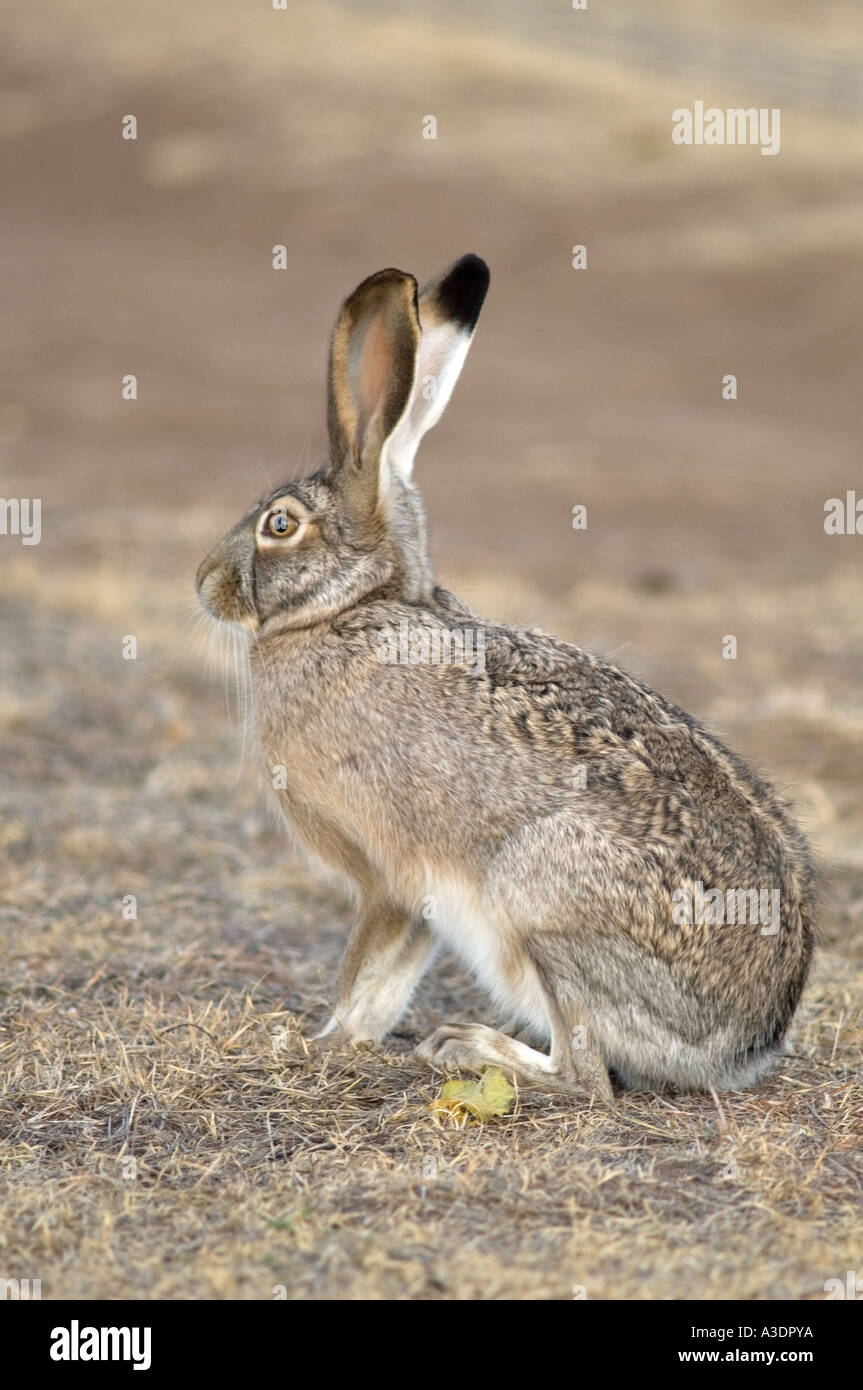 Jack rabbit hi-res stock photography and images - Alamy