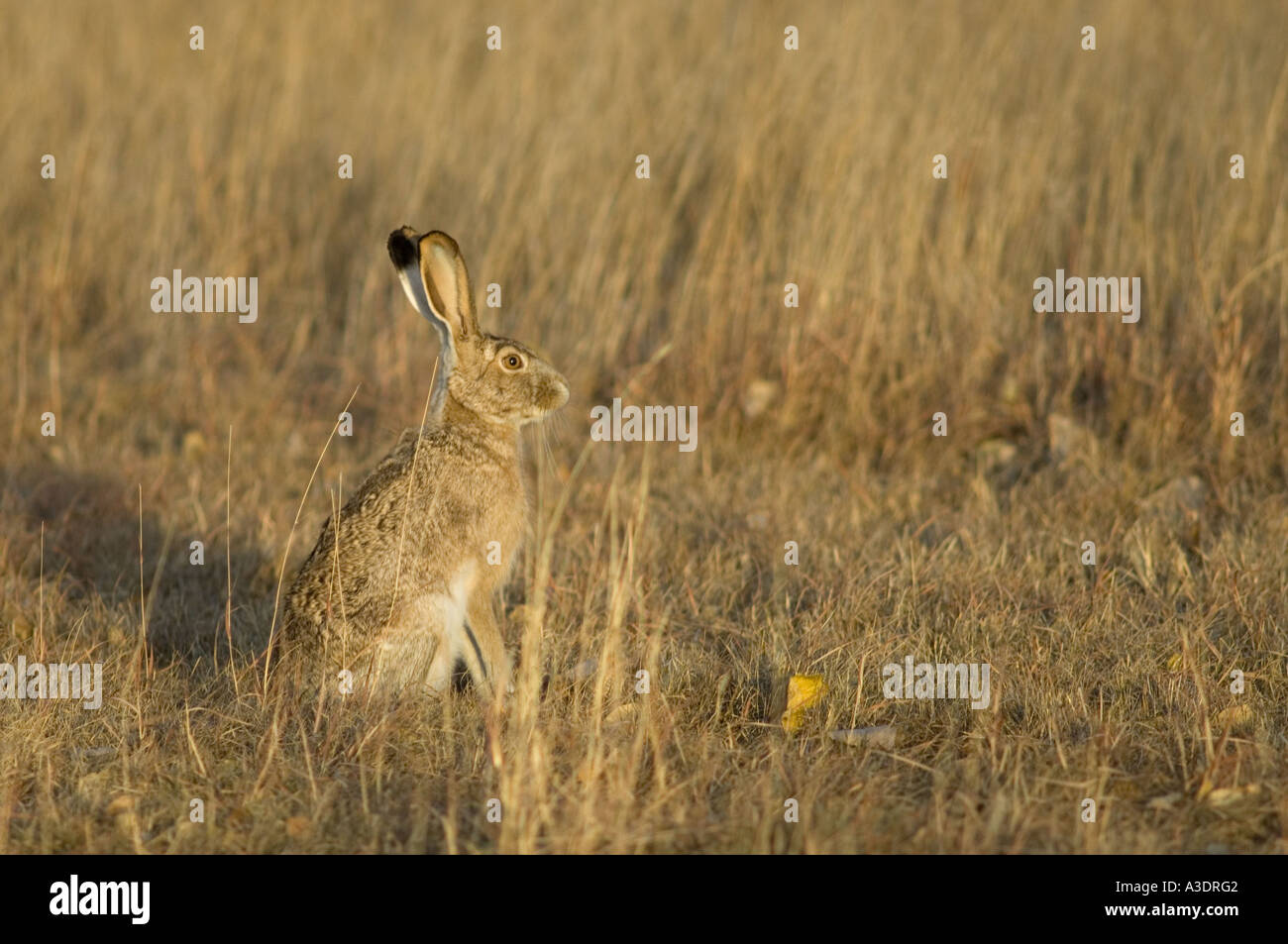 Jack rabbit hi-res stock photography and images - Alamy