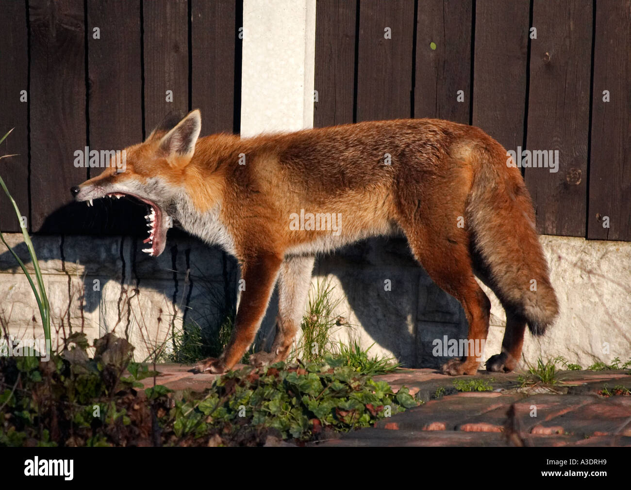 Garden fox teeth hi-res stock photography and images - Alamy