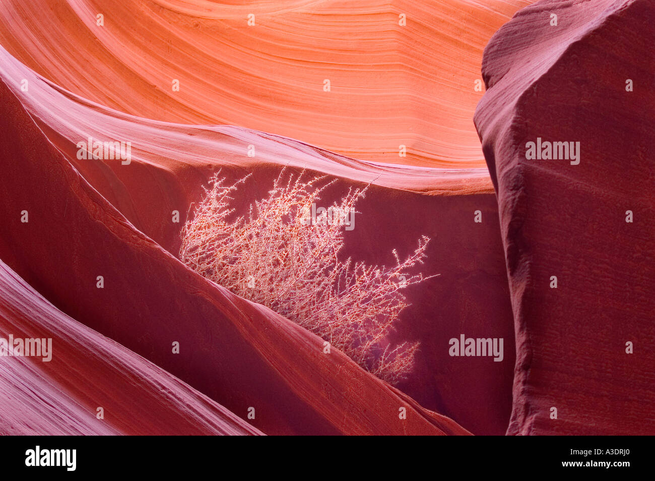 Tumbleweed in the rocks at Lower Antelope Canyon Arizona Stock Photo ...