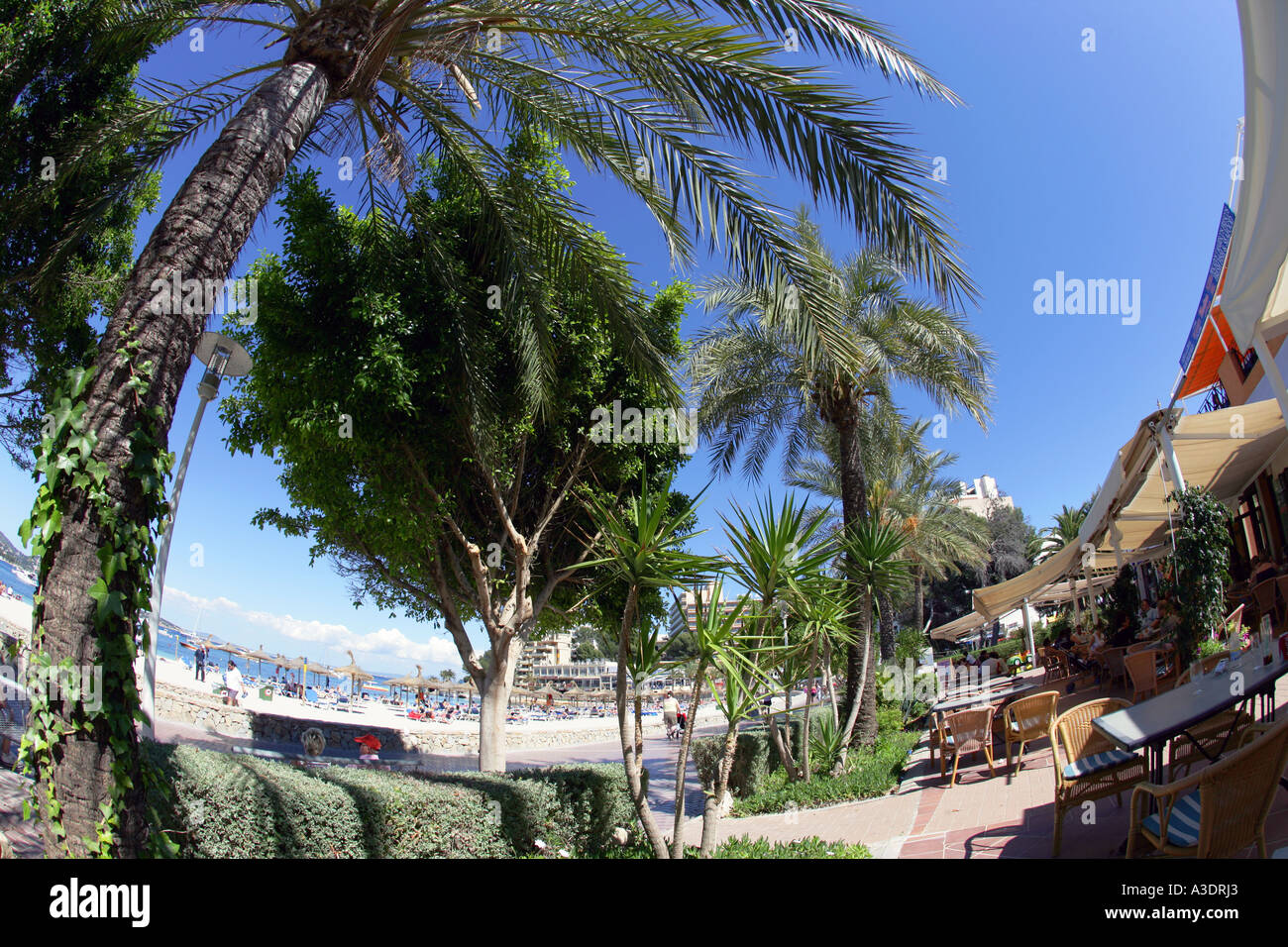 Palm tree in Mallorca Majorca Spain Stock Photo - Alamy