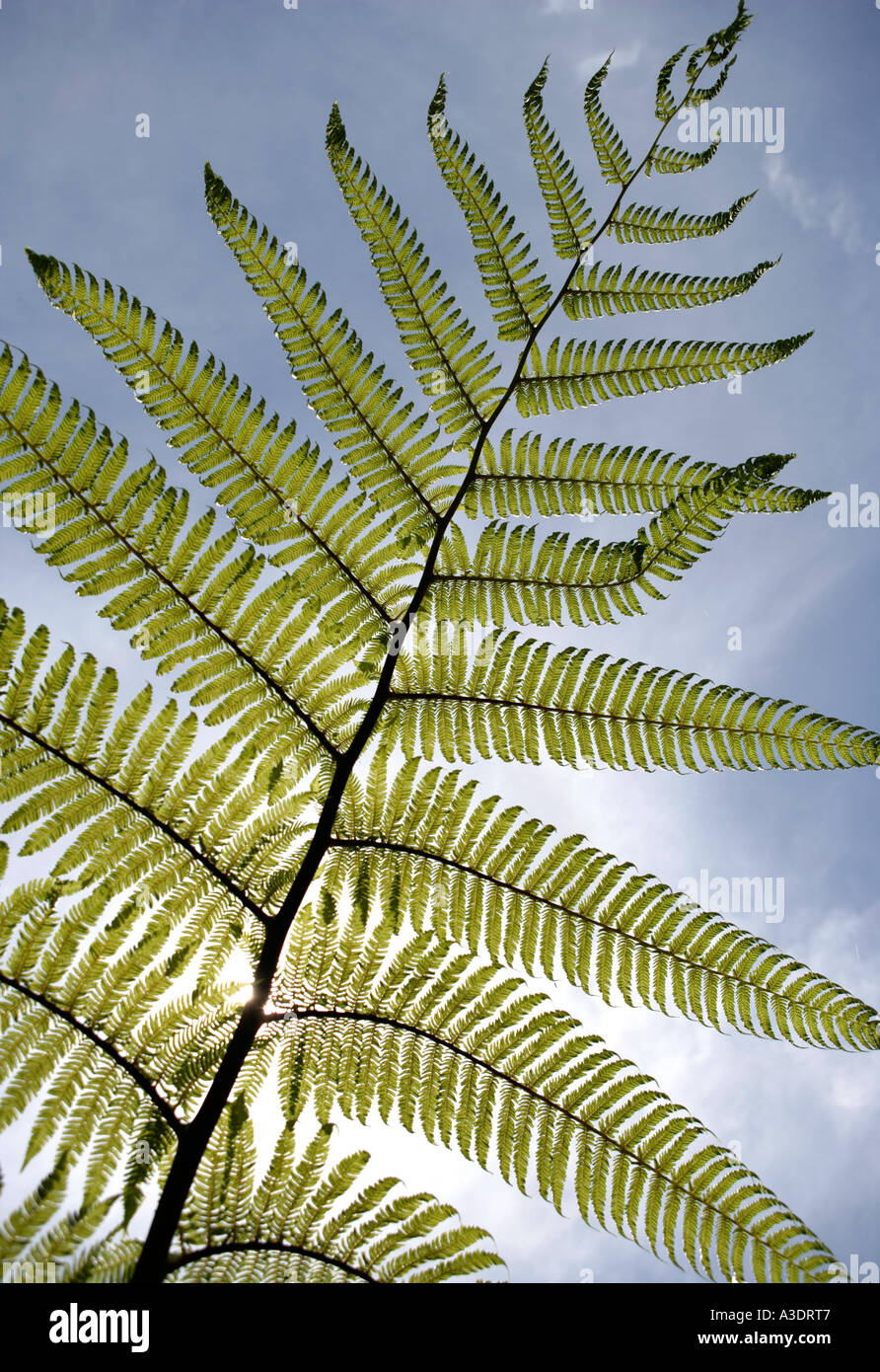 Leaf new zealand hi-res stock photography and images - Alamy
