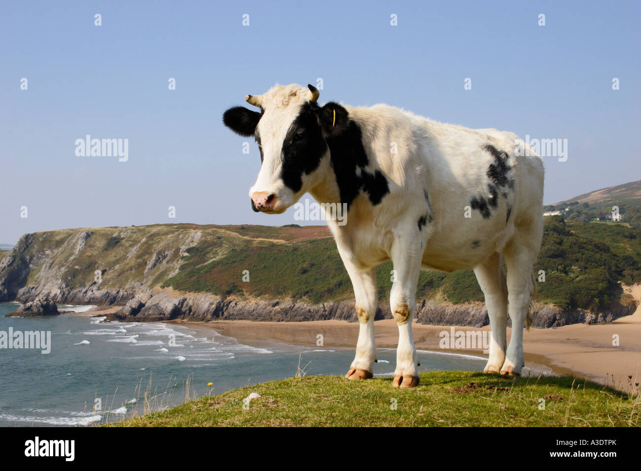 BRITISH FRIESIAN COW ON CLIFFTOP AT THREE CLIFFS BAY, GOWER PENINSULA ...