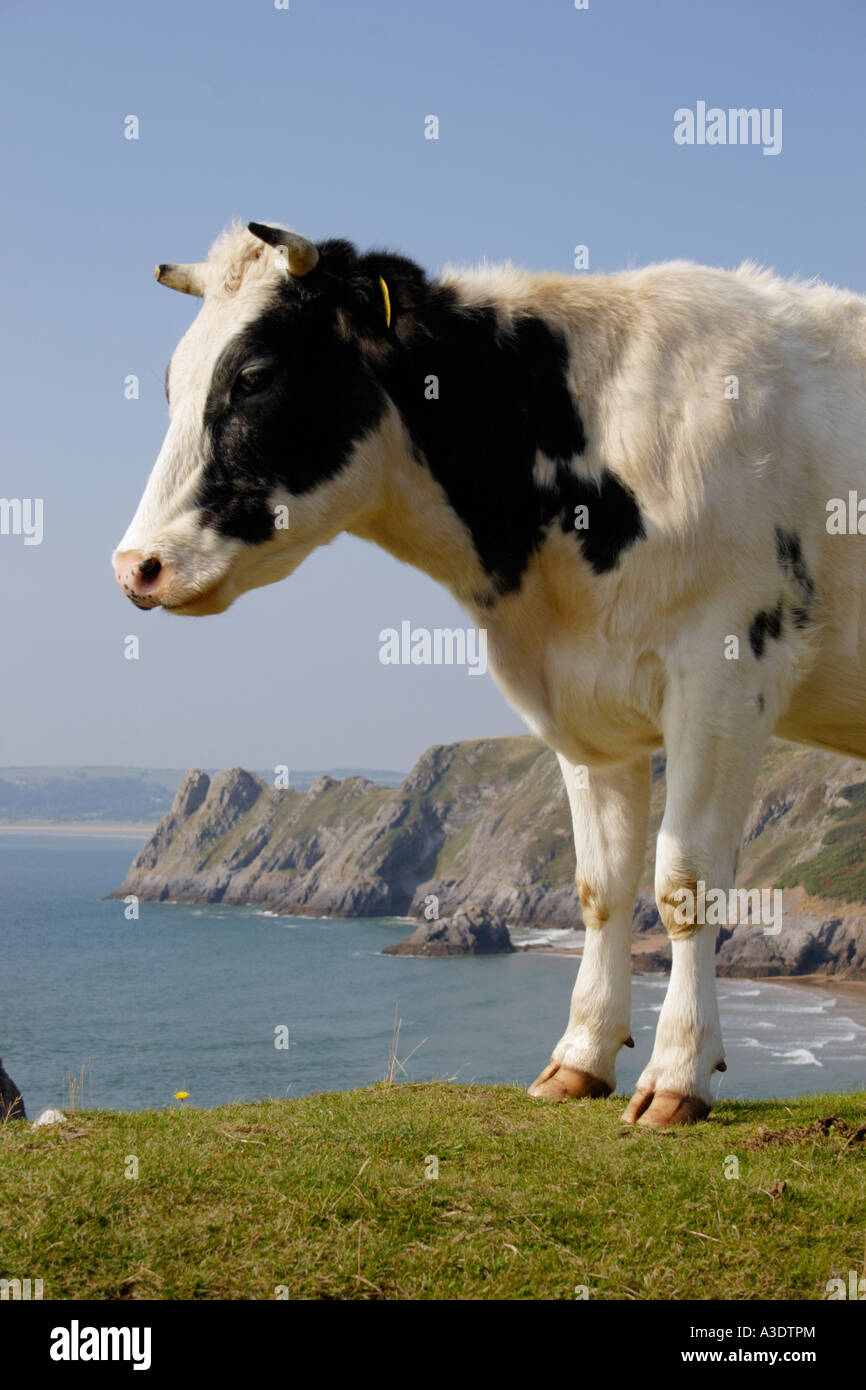 BRITISH FRIESIAN COW ON CLIFFTOP AT THREE CLIFFS BAY, GOWER PENINSULA ...