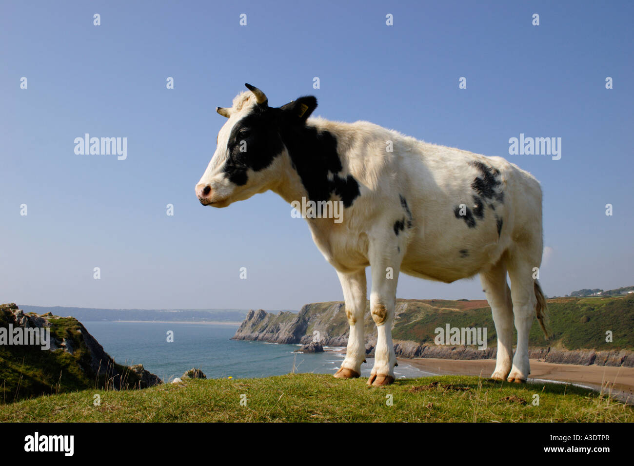 Domestic cattle british friesian cow hi-res stock photography and ...