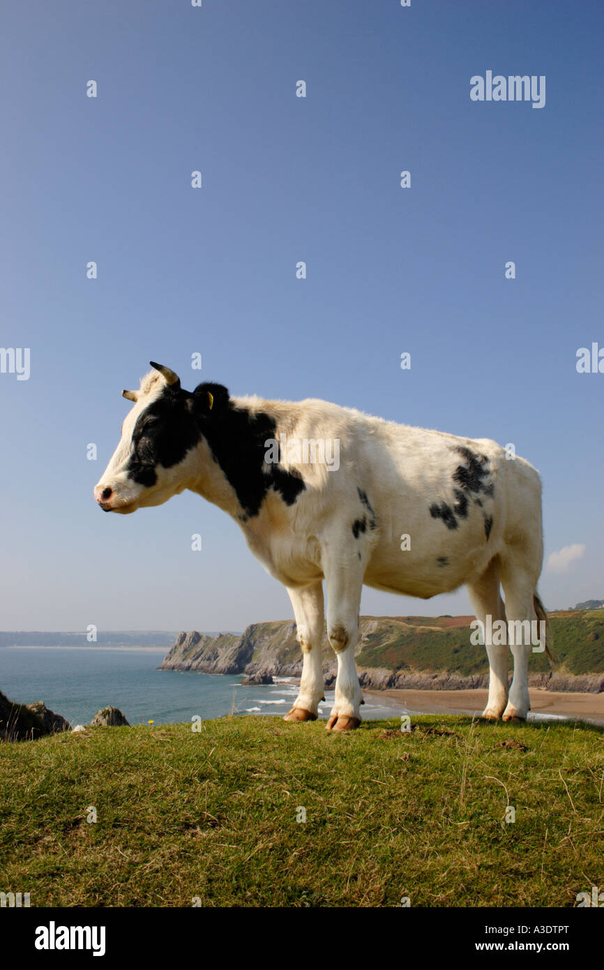 Domestic cattle british friesian cow hi-res stock photography and ...