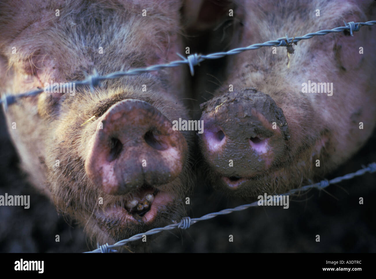 Smelly pigs hi-res stock photography and images - Alamy