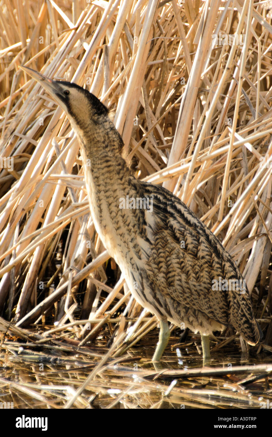 BITTERN Botaurus stellaris Stock Photo - Alamy