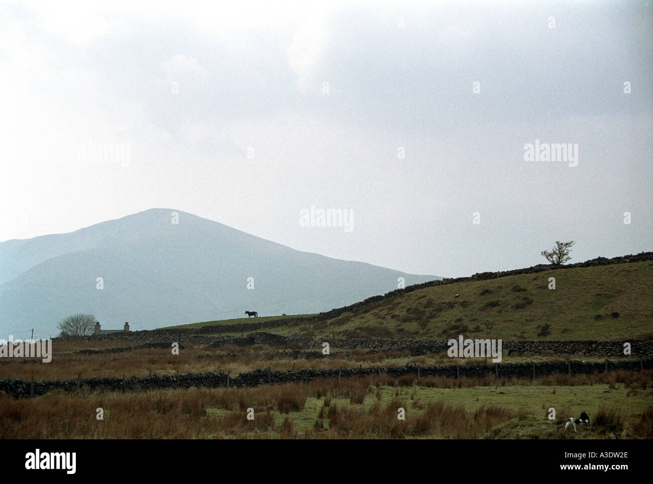 lonely horse in field moel eilio snowdonia wales Stock Photo - Alamy