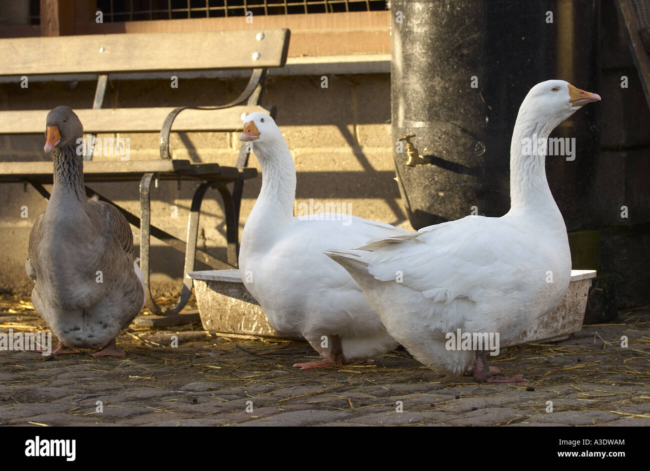 Free range geese Stock Photo - Alamy
