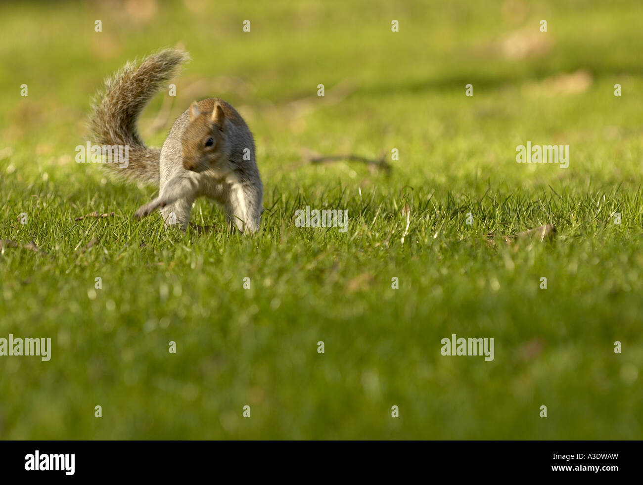 Grey Squirrel in St James Park London Stock Photo - Alamy