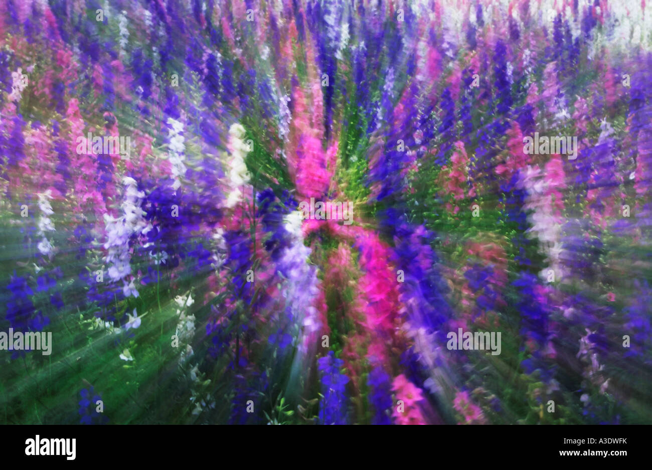 Texas Wildflowers Rocket Larkspur (Ranunculaceae Stock Photo - Alamy