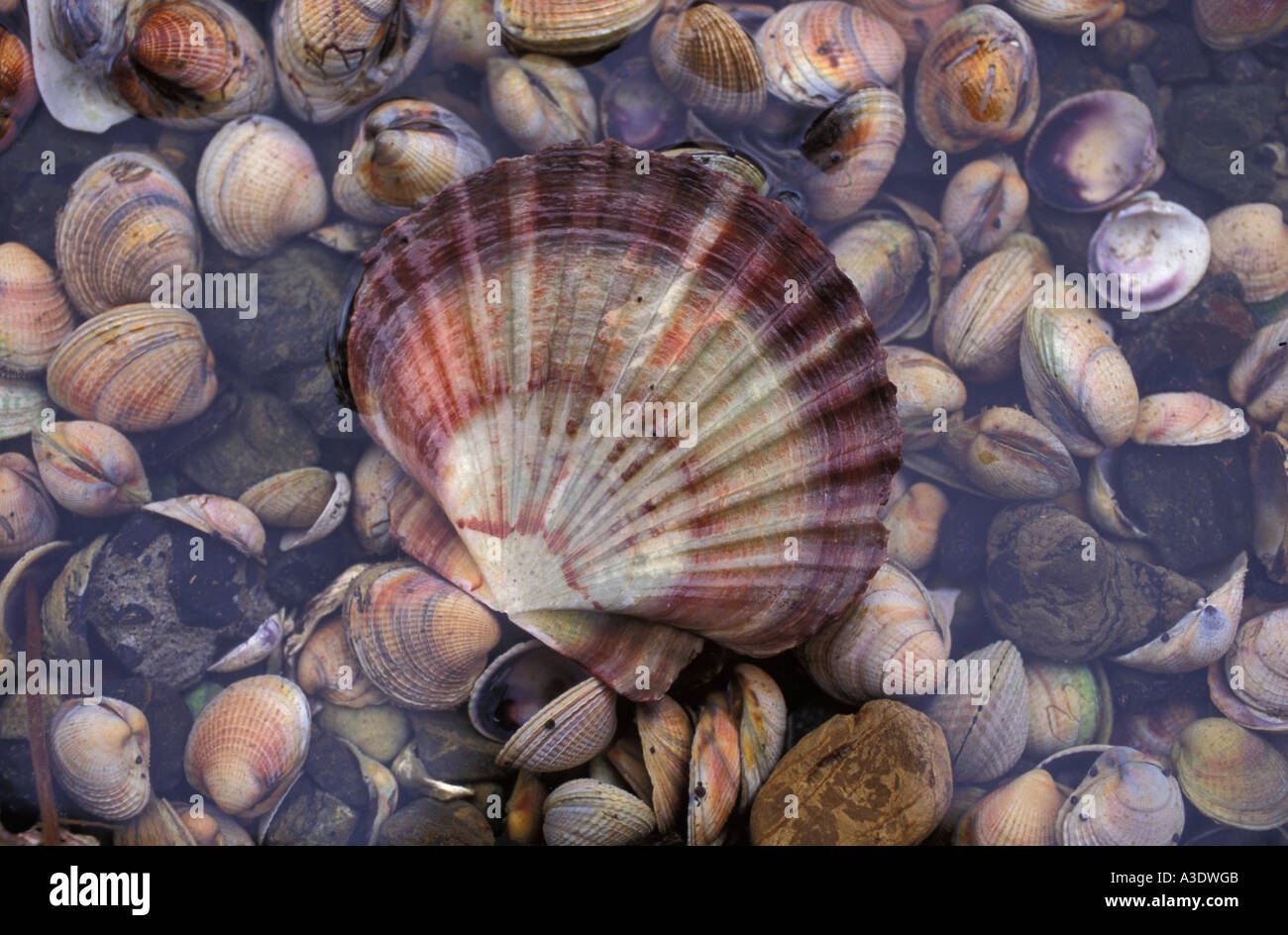 A scallop shell on top of other shells in shallow water, New Zealand ...