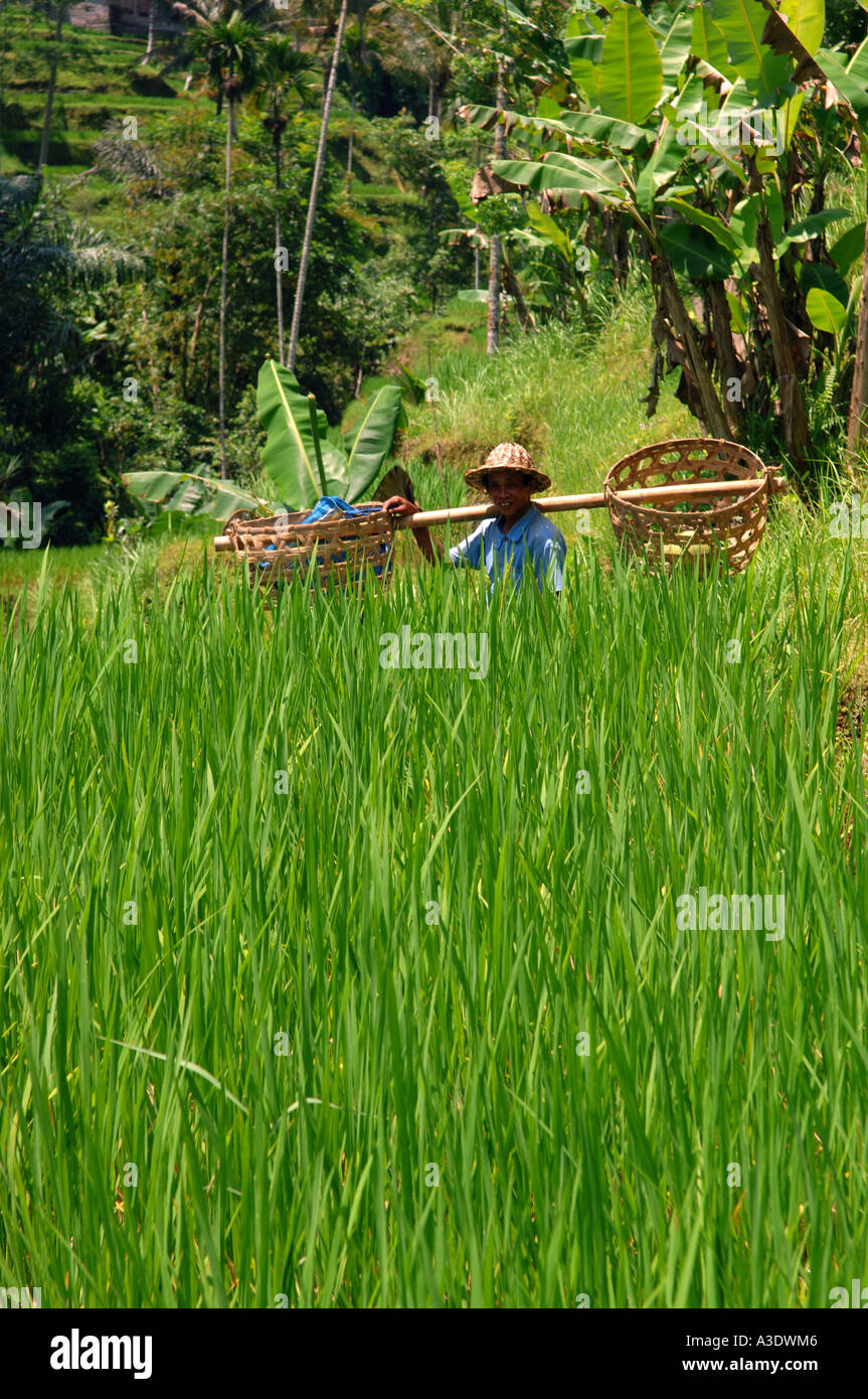 Peasant in the rice field Stock Photo - Alamy