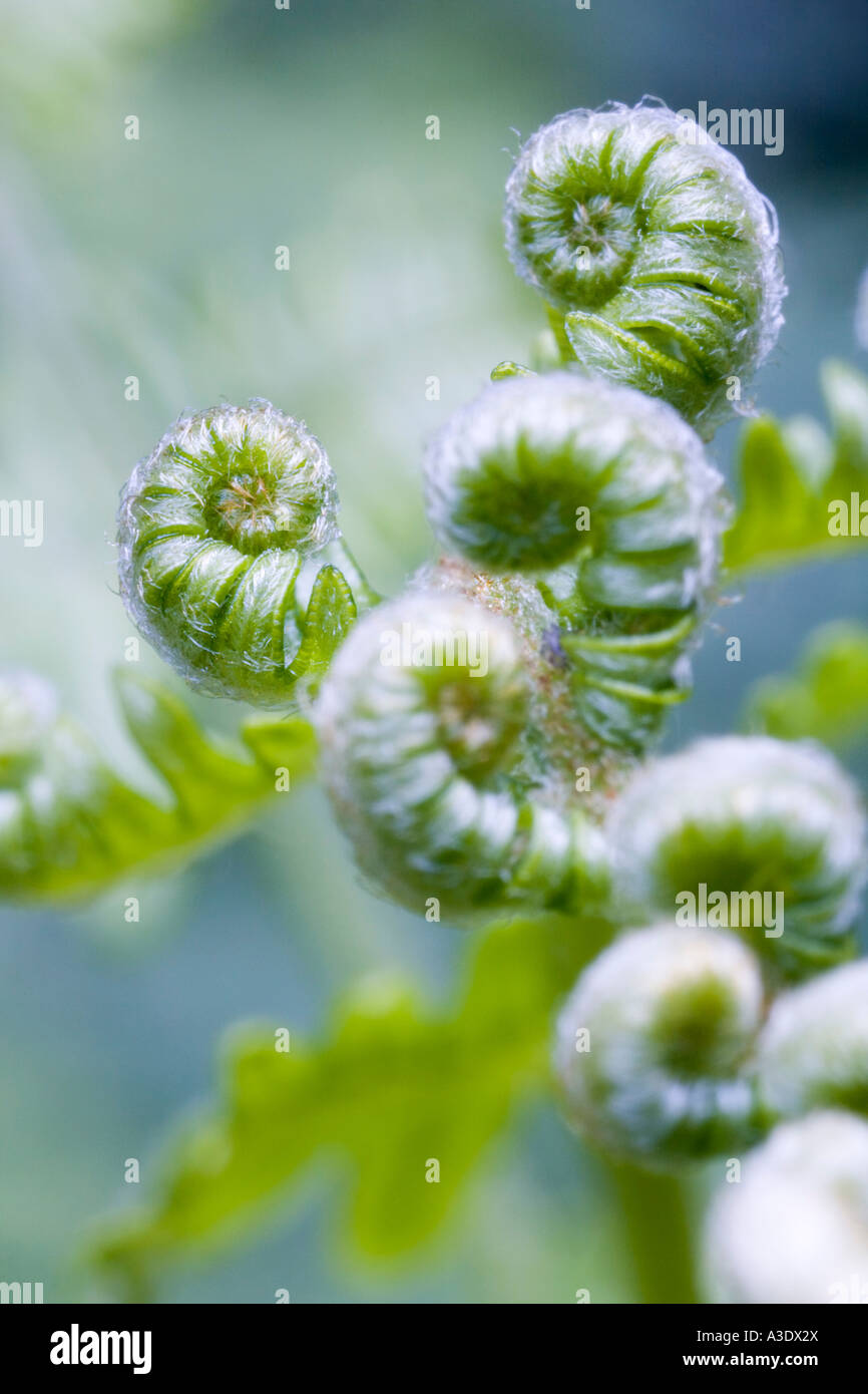 Fern shoot (Pteridium aquilinum Stock Photo - Alamy