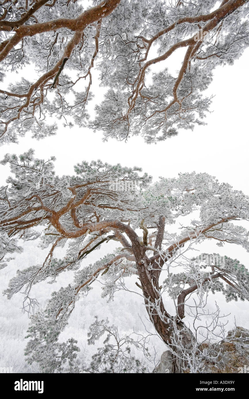 Pine (Pinus) in Winter Stock Photo - Alamy