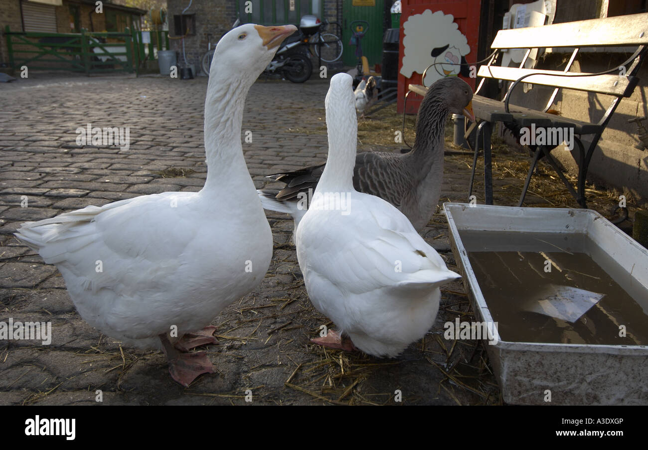 Free range geese at Hackney City Farm London Stock Photo - Alamy