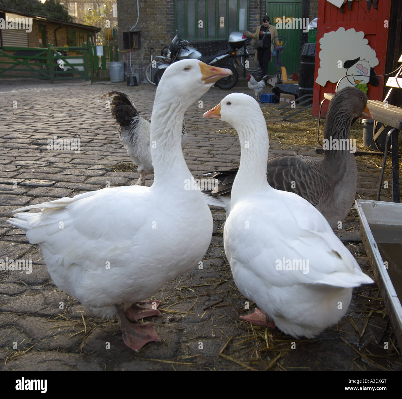 Free range geese at Hackney City Farm London Stock Photo - Alamy