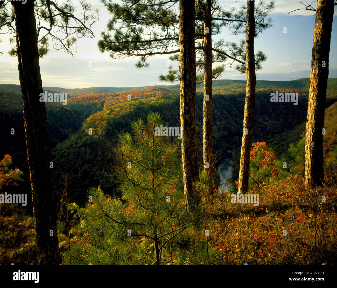 Grand Canyon Of Pennsylvania, View Of Colton Point State Park From ...