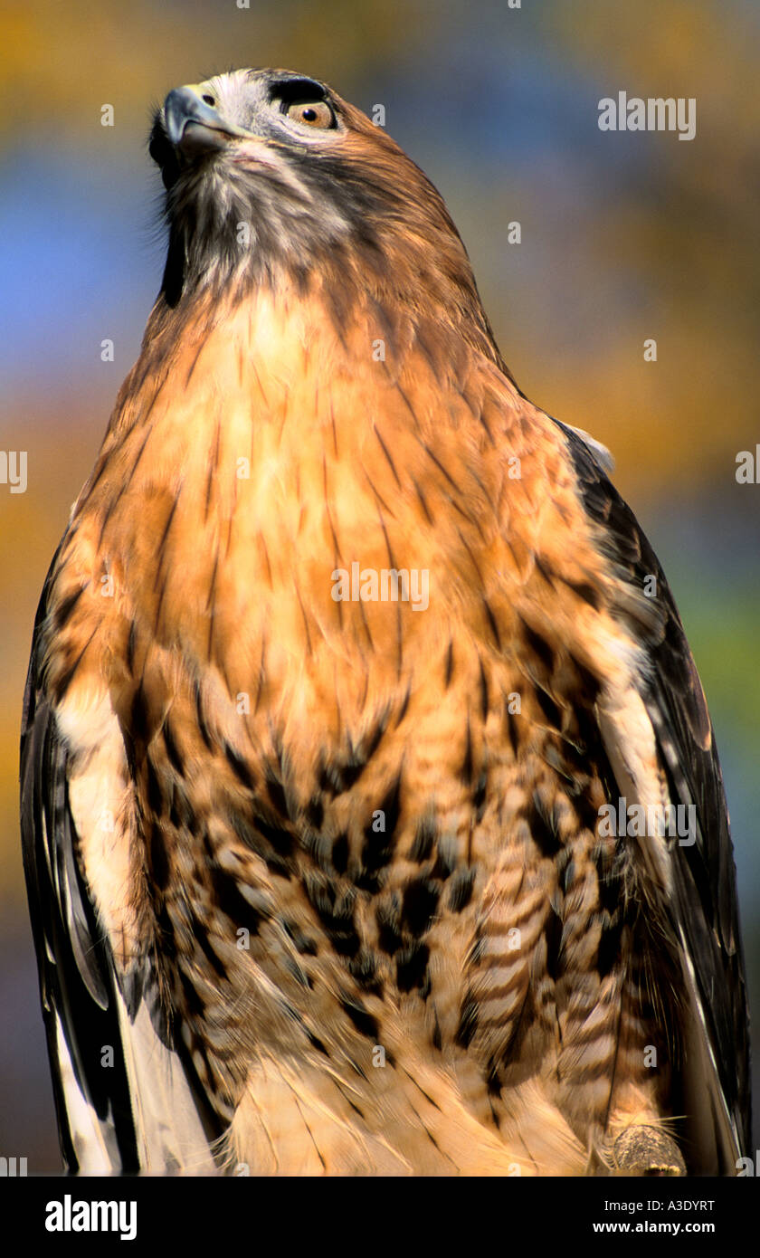 Hawk mountain sanctuary, kempton hi-res stock photography and images ...