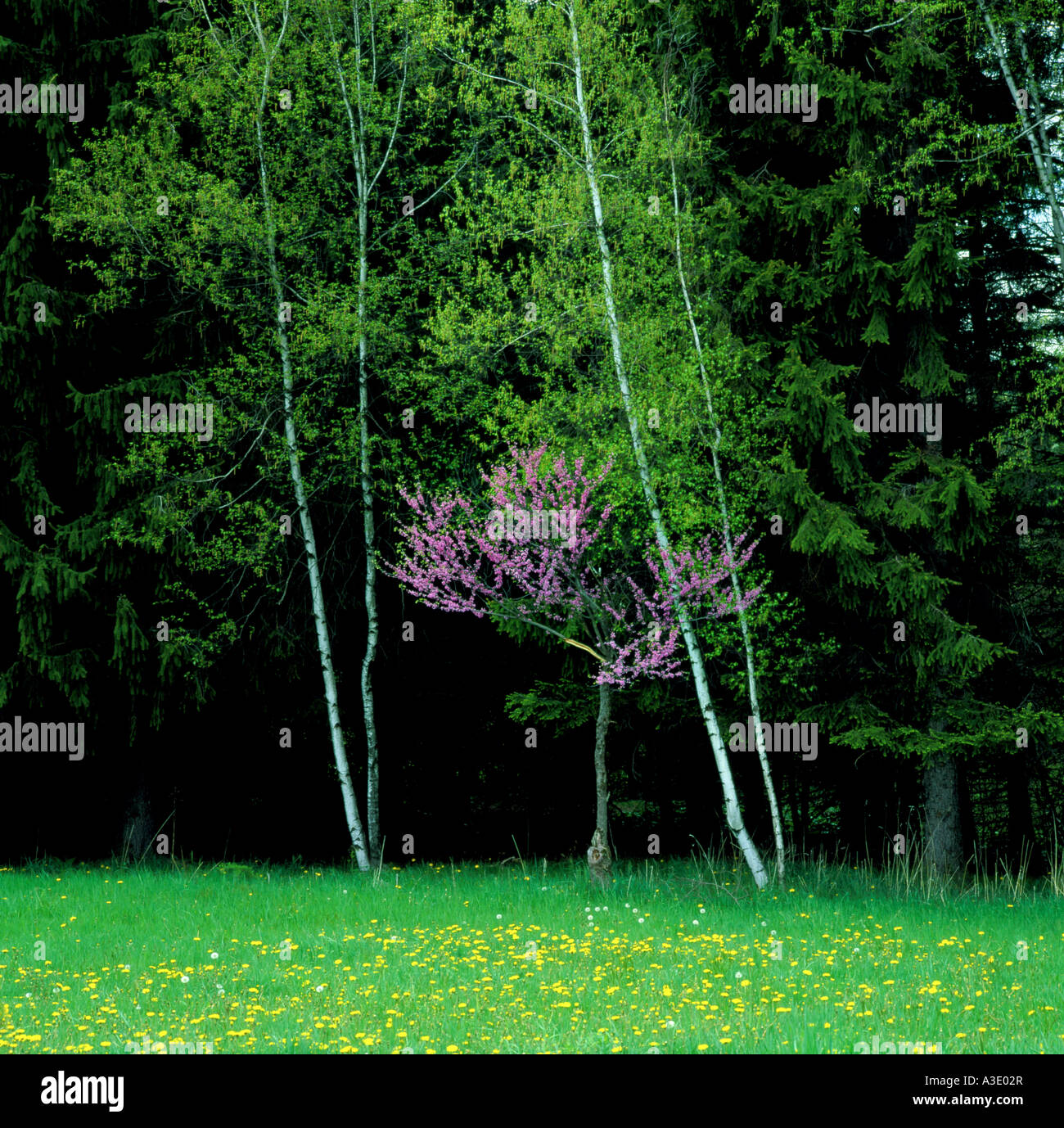Eastern Redbud Tree And Two European Birches In Spring, Pennsylvania ...