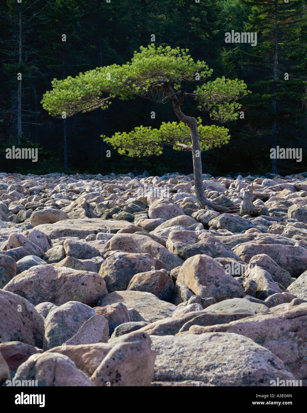 Lone Scrub Pine In Boulder Field, Hickory Run State Park, Pocono ...