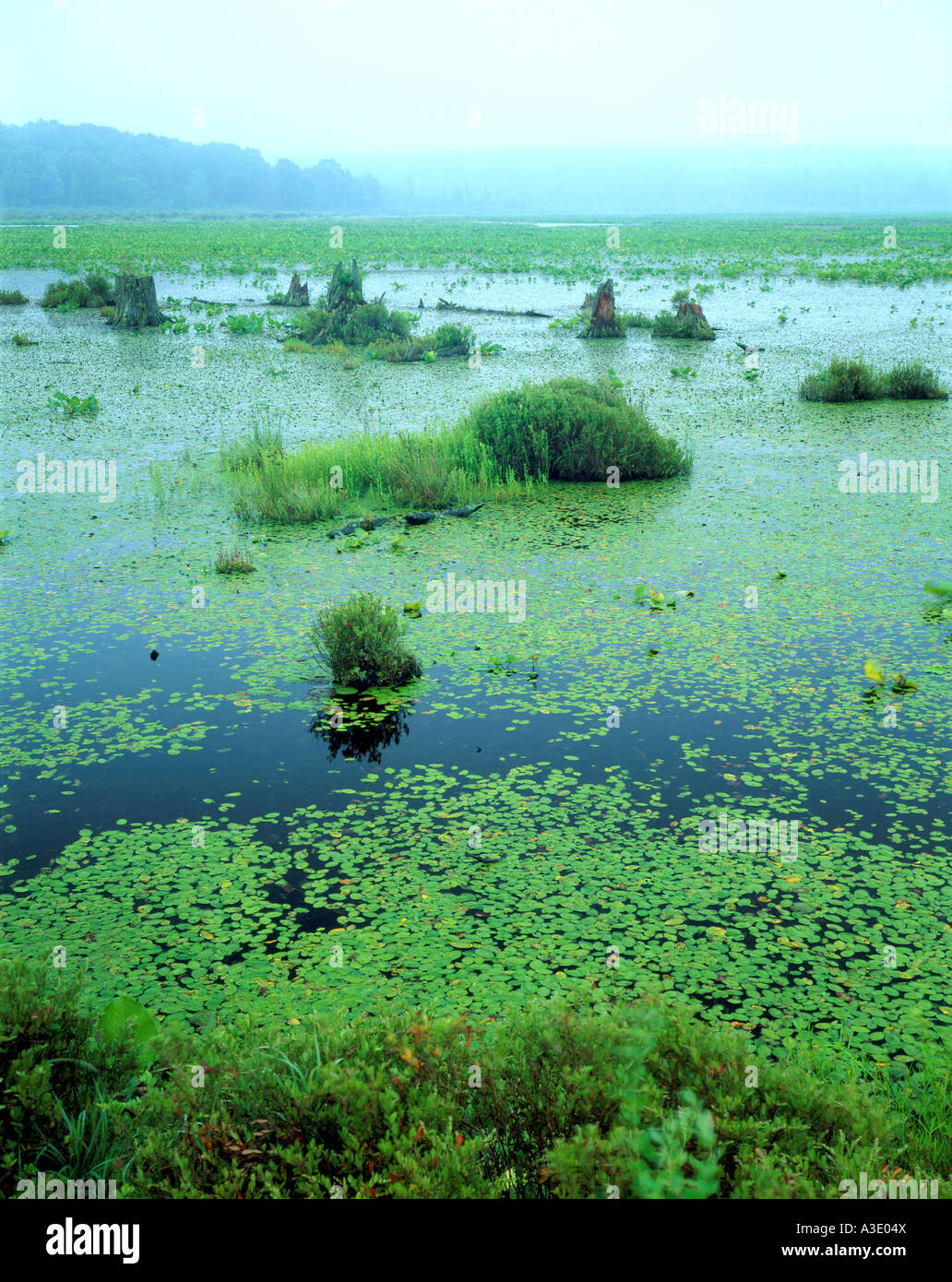 Wetlands At Black Moshannon State Park, A Natural Bog Area In ...