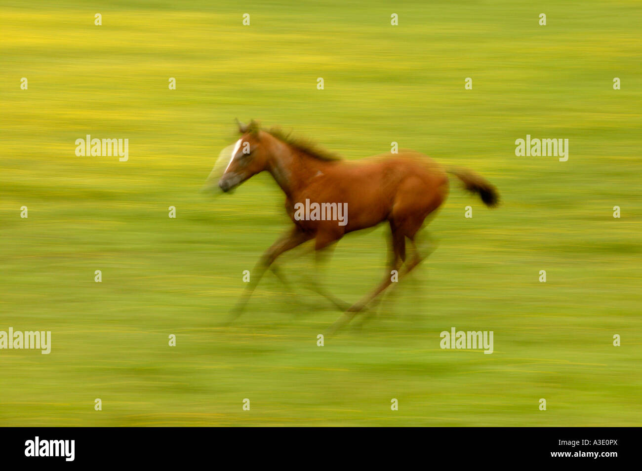 Pan blur action view of spirited colt running & playing on Thoroughbred ...