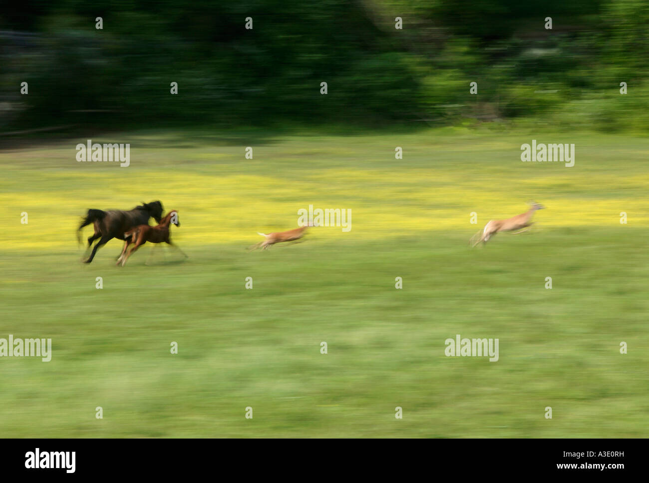 Mare and foal chasing two White Tail Deer on Thoroughbred Horse Farm In ...